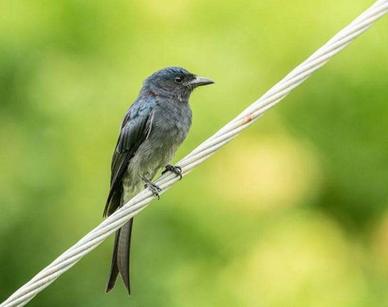 Wire Rope Capacity Chart PDF | Download Free Guide